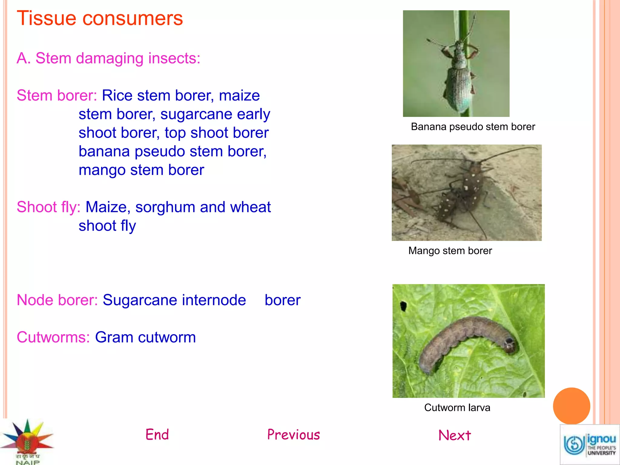 Type of pests | PPSX