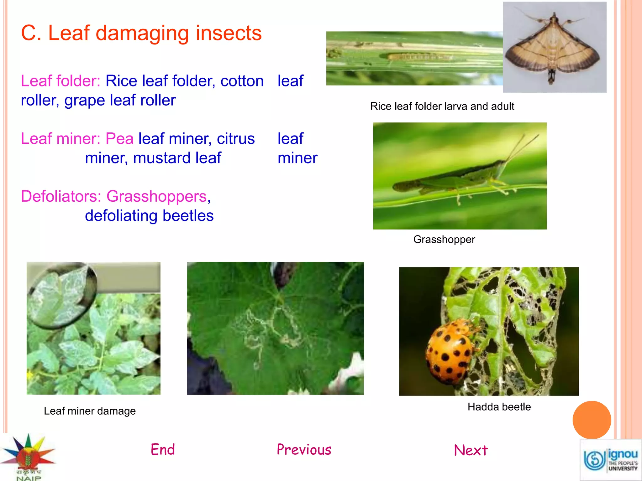 Type of pests | PPSX