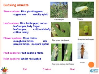 Type of pests | PPSX