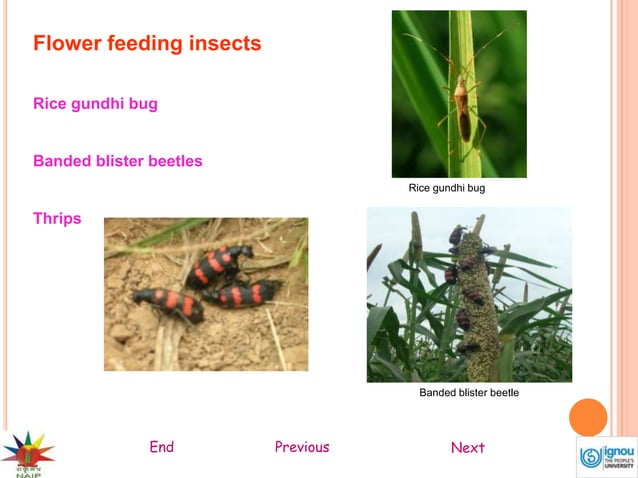 Type of pests | PPSX | Beekeeping | Hobbies & Interests