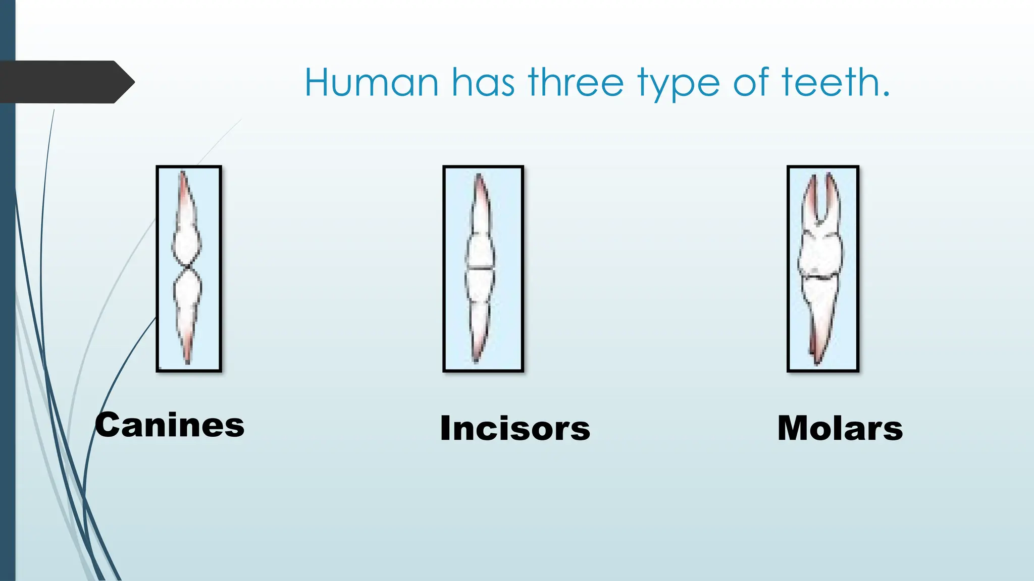 Three Type of teeth and their functions.pptx