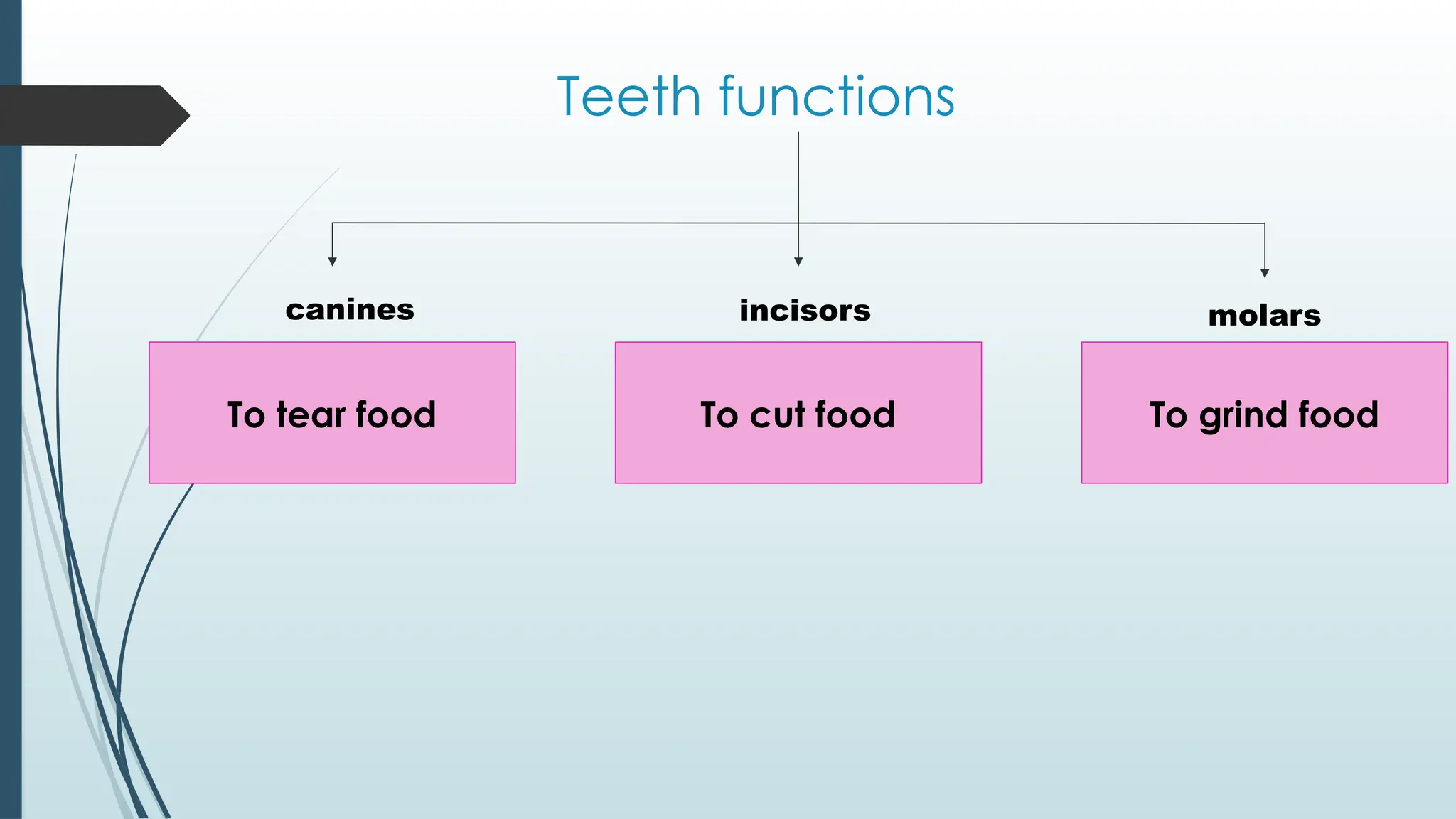 Three Type of teeth and their functions.pptx