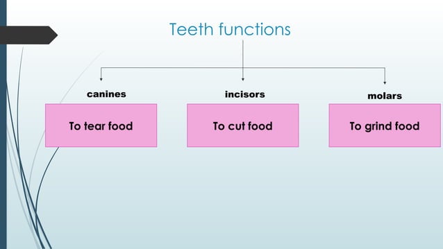 Three Type of teeth and their functions.pptx