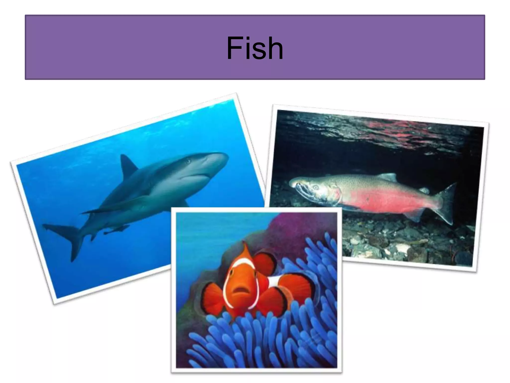 Types of Animals | PPTX