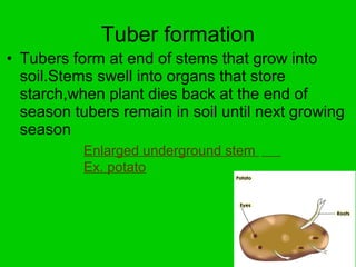 Types of-asexual-reproduction | PPT