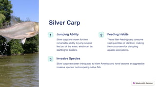 Types Of Carp 11111111111111111111111111 | PPT