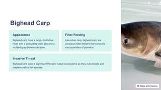 Types Of Carp 11111111111111111111111111 | PPT