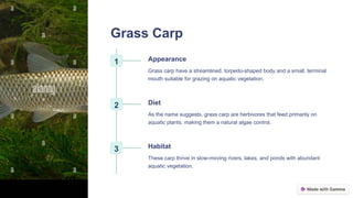 Types Of Carp 11111111111111111111111111 | PPTX