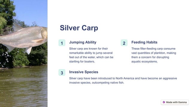 Types Of Carp 11111111111111111111111111 | PPT
