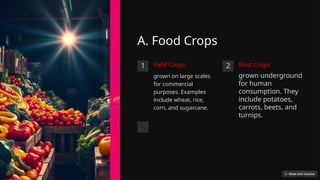 TYPES OF CROPS IN AGRICULTURES EXPLORATORY-GRADE 7 | PPTX