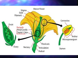 Types Of Flower | PPT