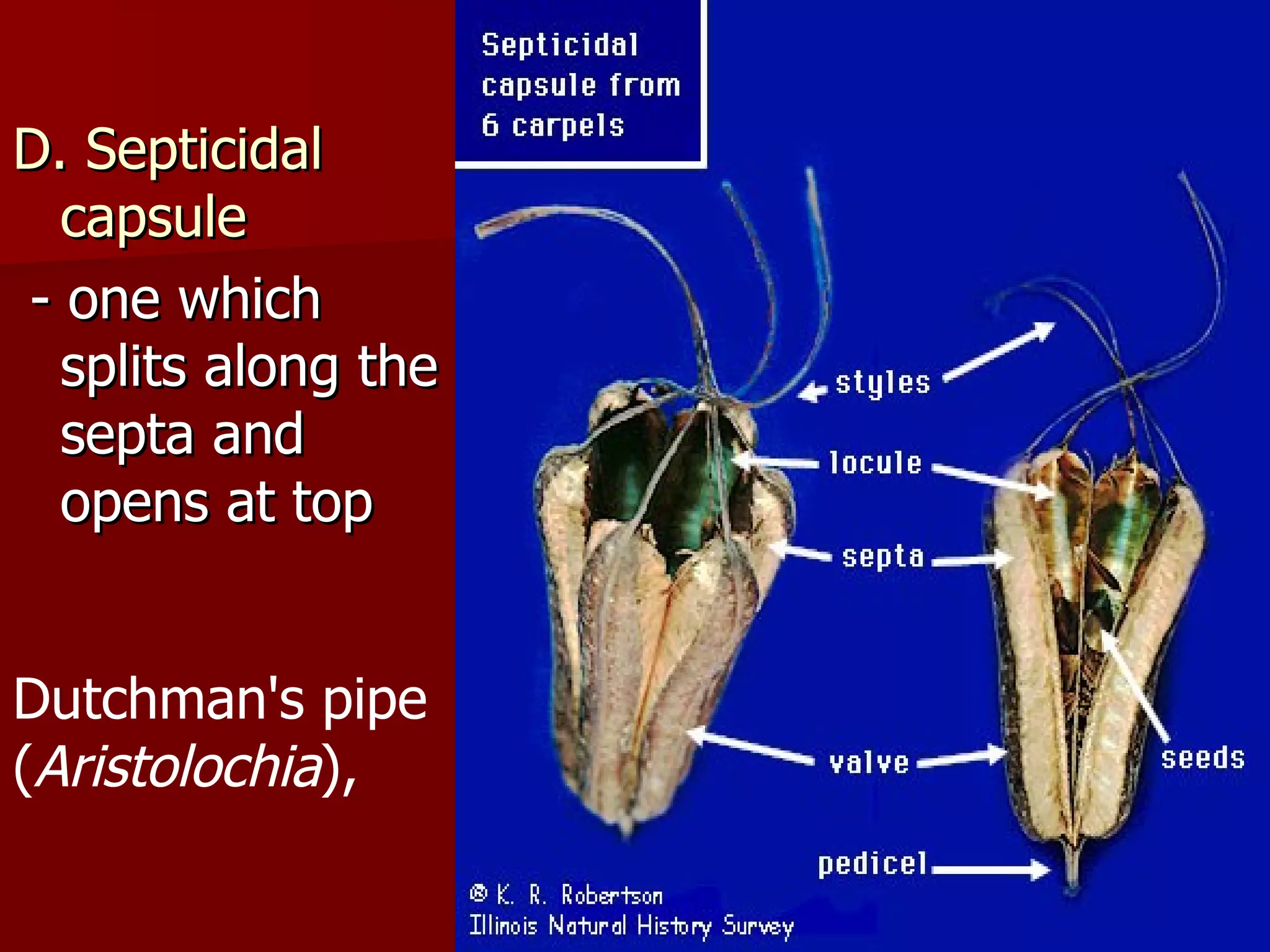 Types Of Fruits | PPT