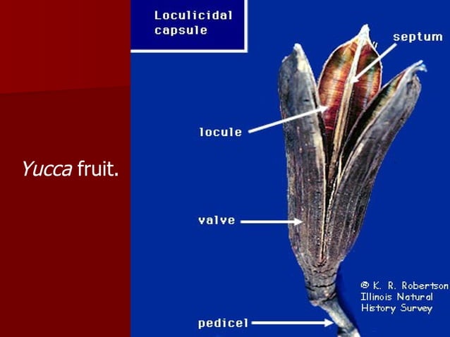 Types Of Fruits | PPT
