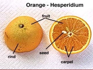 Hesperidium Fruit