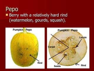 Pepo Fruit