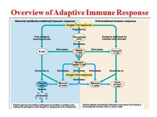 Types-of-Immunity.ppt