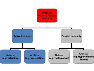 Types-of-Immunity_copy.pdf it's tell about types of immunity | PDF