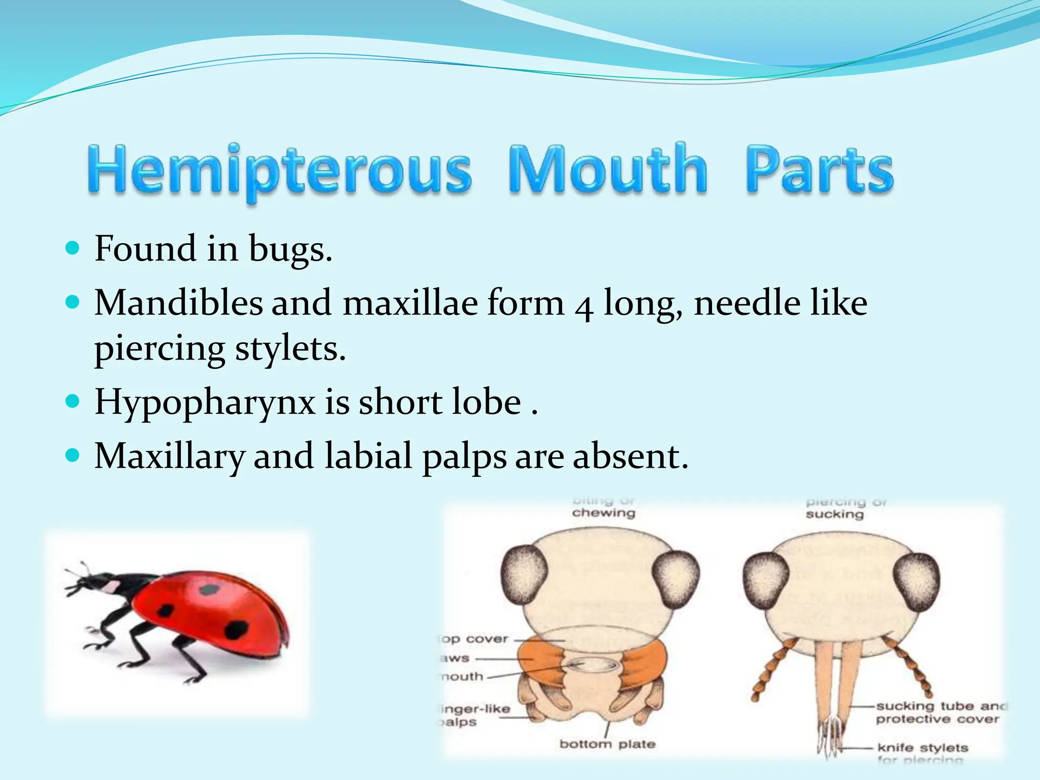 TYPES-OF-MOUTHPARTS-OF-INSECTzoology.pptx