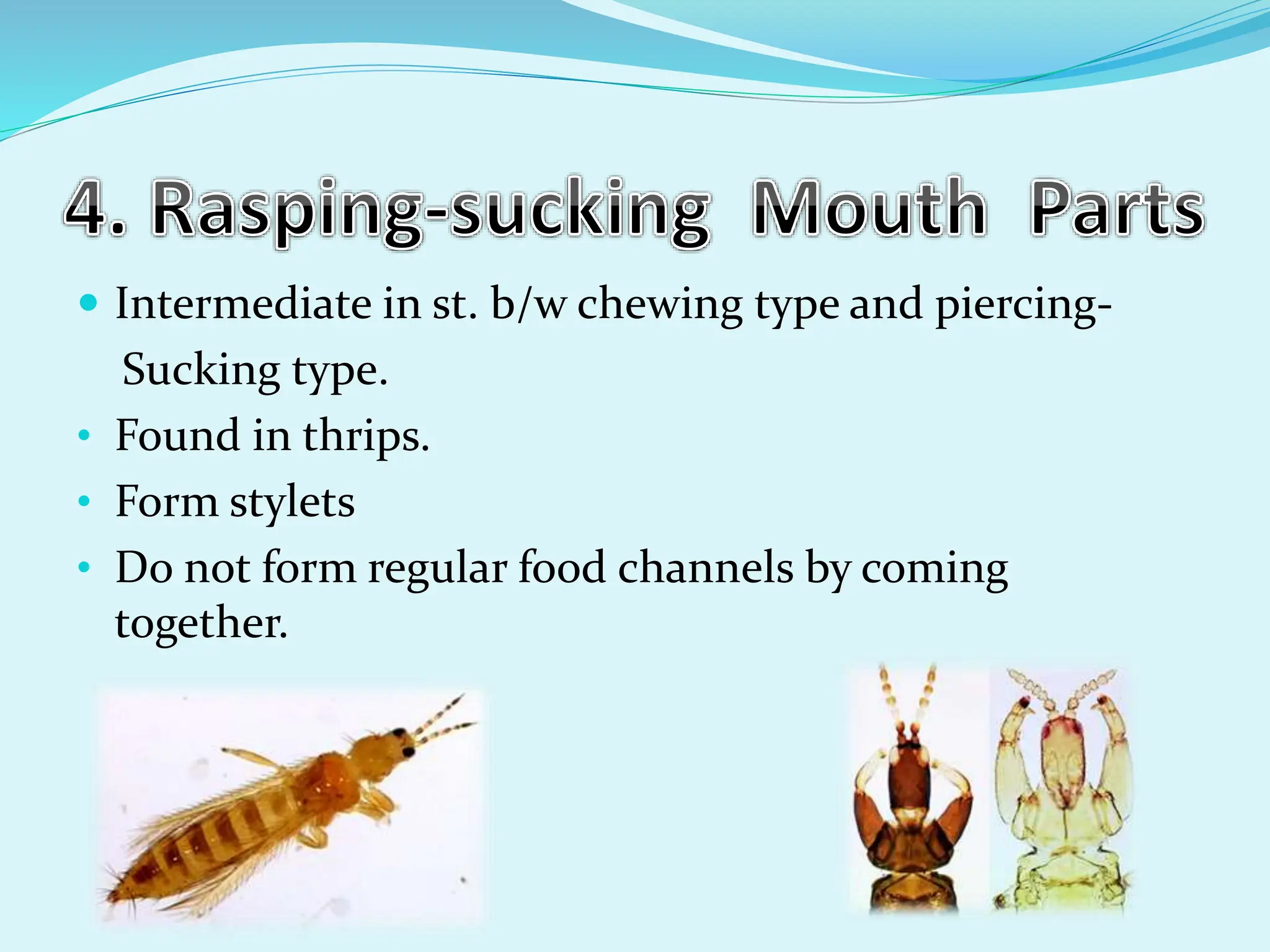 TYPES-OF-MOUTHPARTS-OF-INSECTzoology.pptx