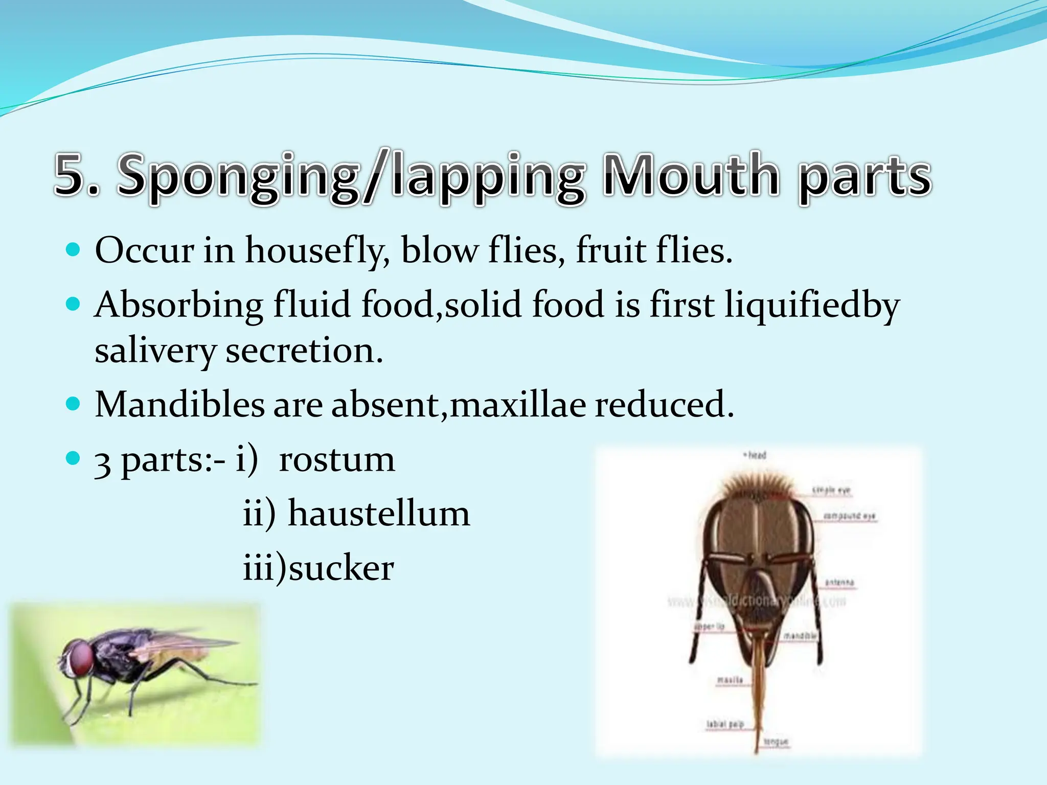 TYPES-OF-MOUTHPARTS-OF-INSECTzoology.pptx