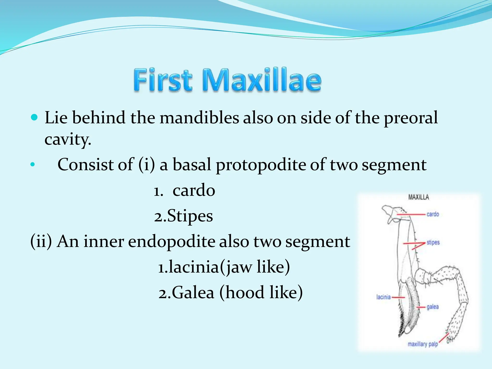 TYPES-OF-MOUTHPARTS-OF-INSECTzoology.pptx