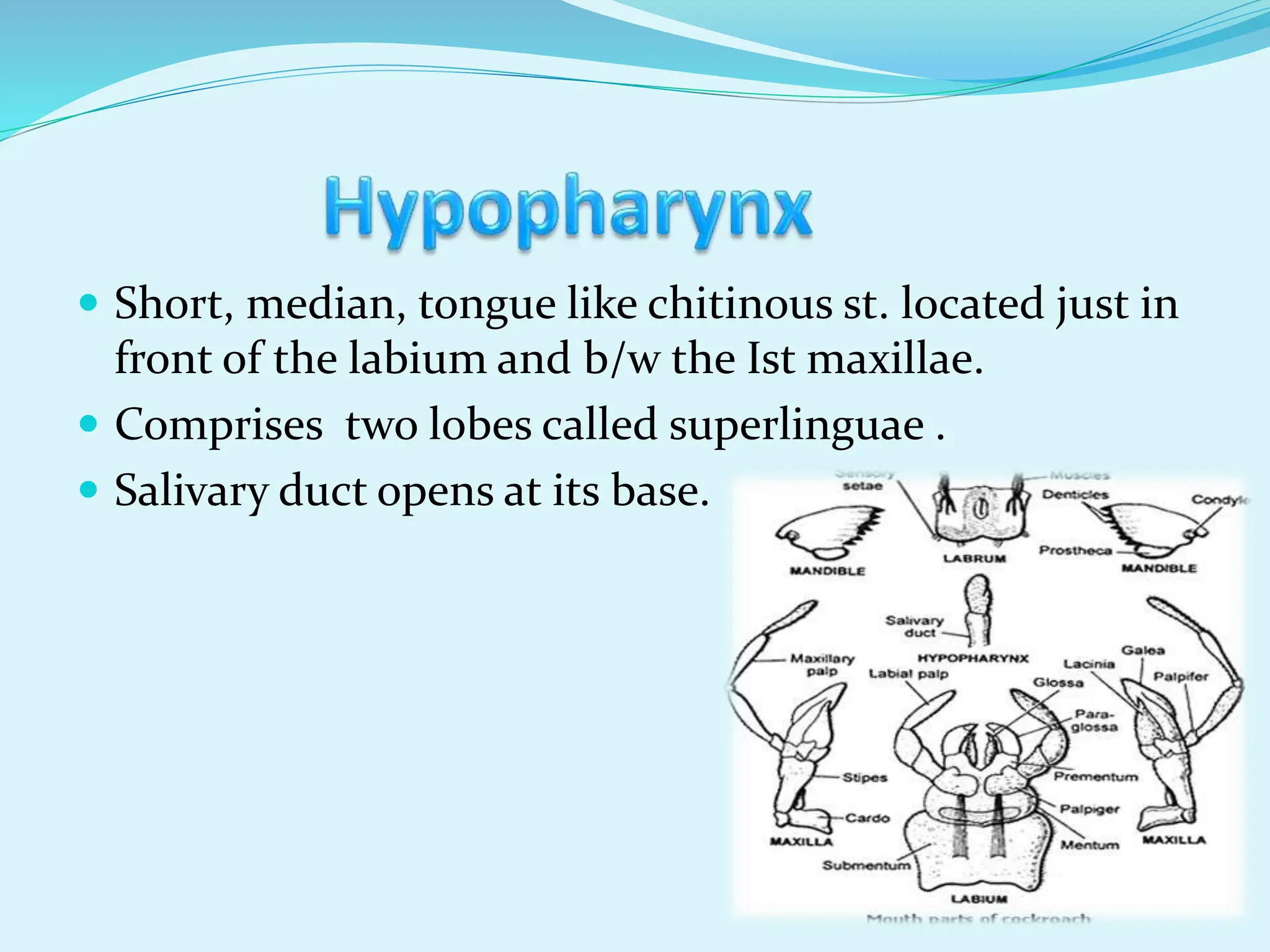 TYPES-OF-MOUTHPARTS-OF-INSECTzoology.pptx