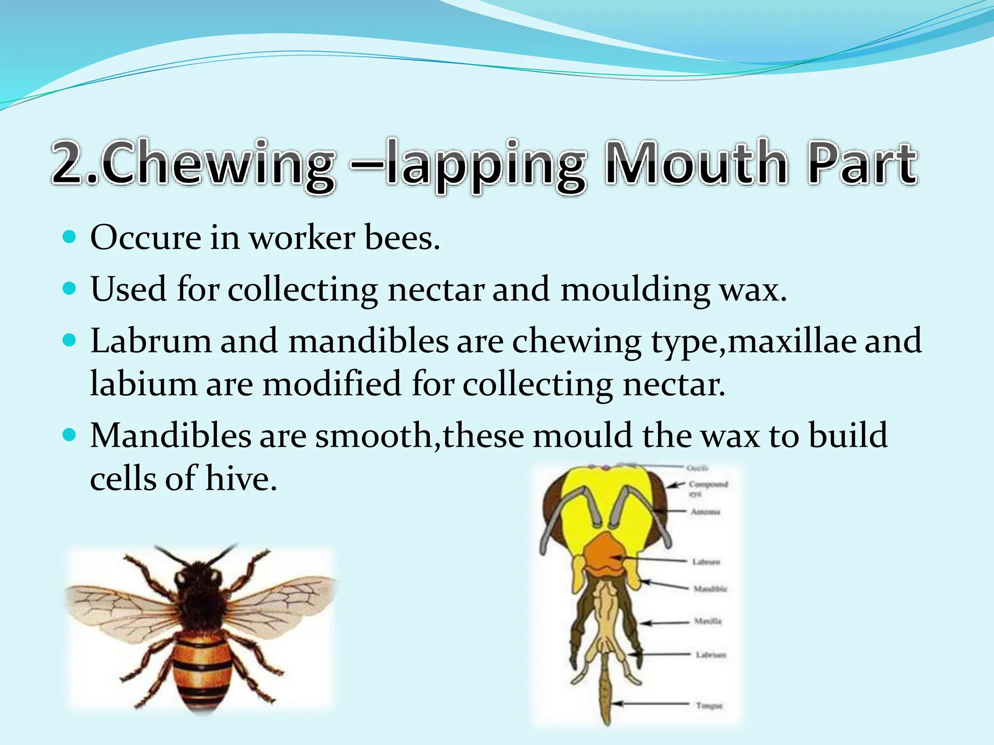TYPES-OF-MOUTHPARTS-OF-INSECTzoology.pptx