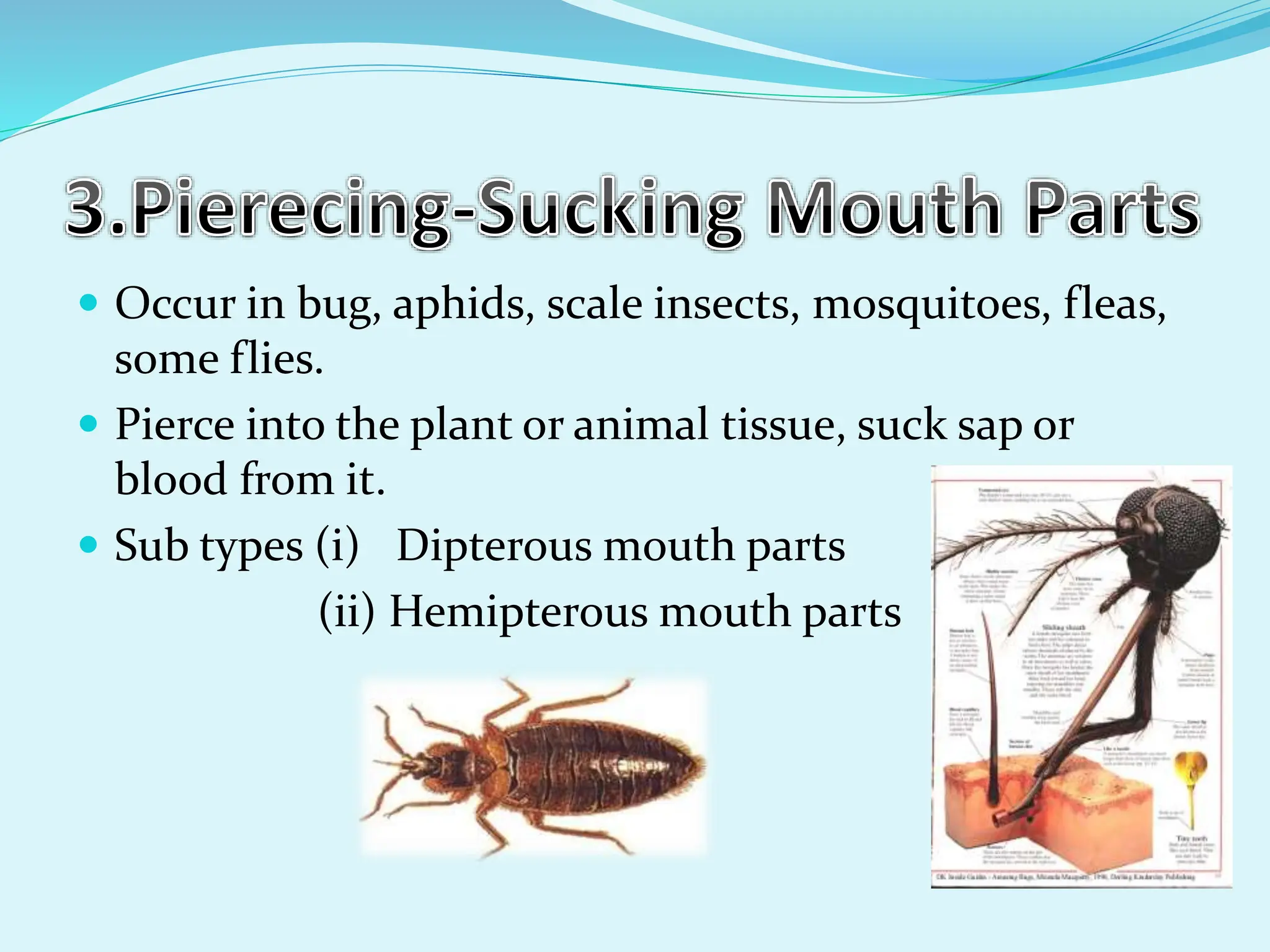 TYPES-OF-MOUTHPARTS-OF-INSECTzoology.pptx
