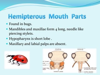 TYPES-OF-MOUTHPARTS-OF-INSECTzoology.pptx