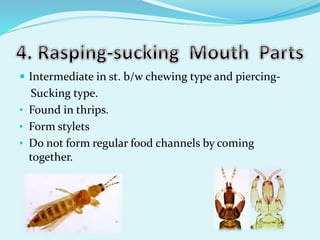 TYPES-OF-MOUTHPARTS-OF-INSECTzoology.pptx | Beekeeping | Hobbies ...
