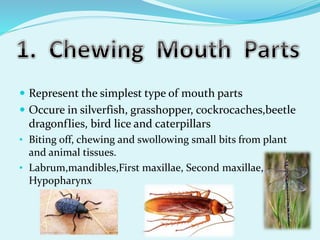 TYPES-OF-MOUTHPARTS-OF-INSECTzoology.pptx