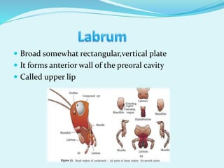 TYPES-OF-MOUTHPARTS-OF-INSECTzoology.pptx