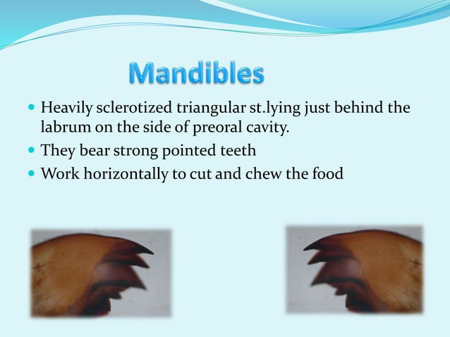 TYPES-OF-MOUTHPARTS-OF-INSECTzoology.pptx | Beekeeping | Hobbies ...