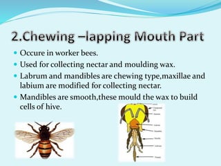 TYPES-OF-MOUTHPARTS-OF-INSECTzoology.pptx | Beekeeping | Hobbies ...