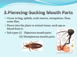 TYPES-OF-MOUTHPARTS-OF-INSECTzoology.pptx
