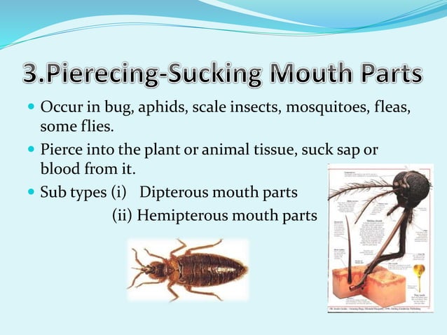 TYPES-OF-MOUTHPARTS-OF-INSECTzoology.pptx | Beekeeping | Hobbies ...