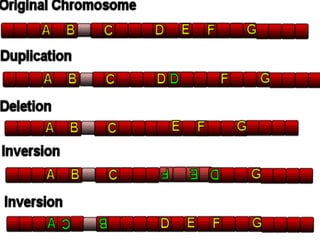 types-of-mutations.ppt for science grade 10 | PPT