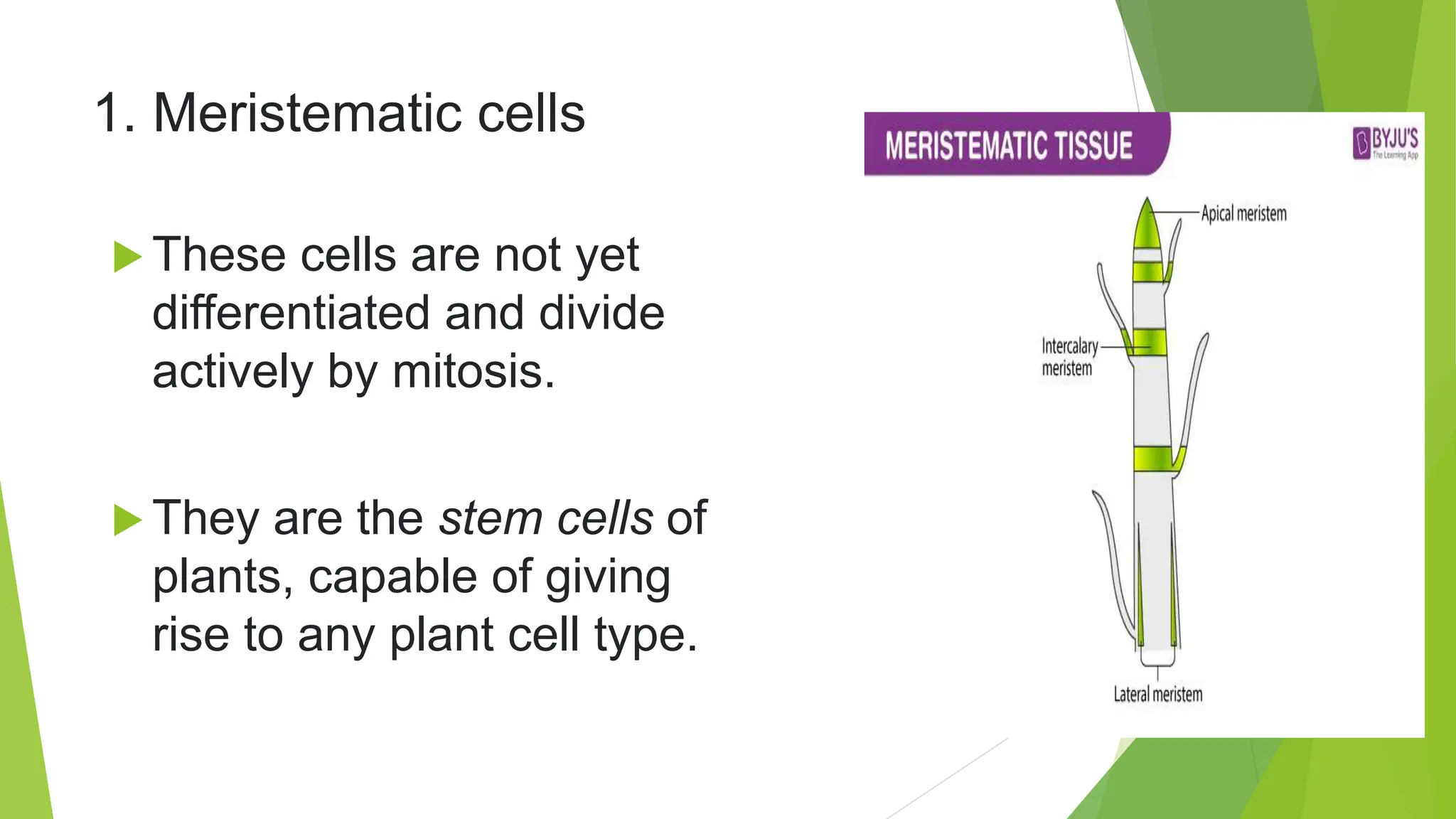 Types-of-Plant-Cells-animal-cells.pptx