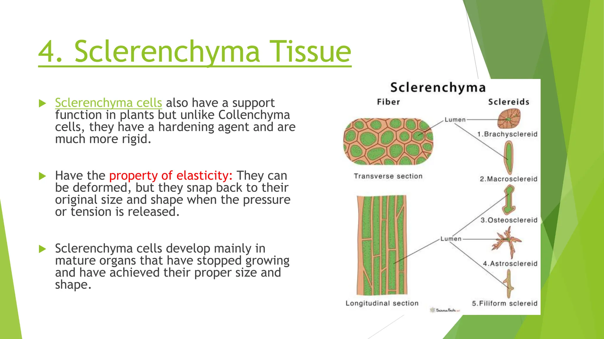 Types-of-Plant-Cells-animal-cells.pptx