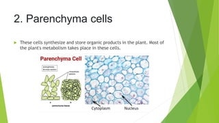 Types-of-Plant-Cells-animal-cells.pptx