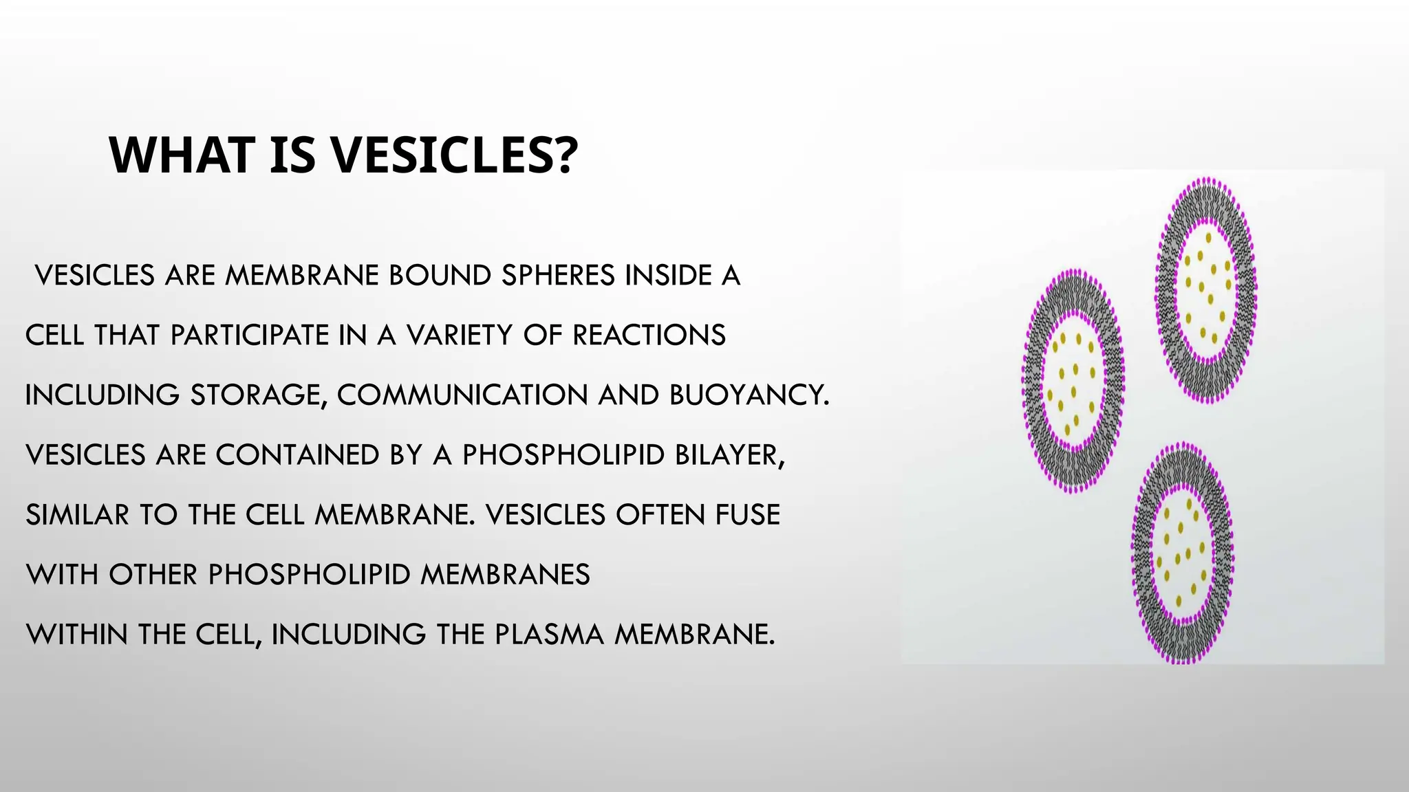 TYPES-OF-VESICLE-TRANSPORT-AND-THEIR-FUNCTIONS.pptx