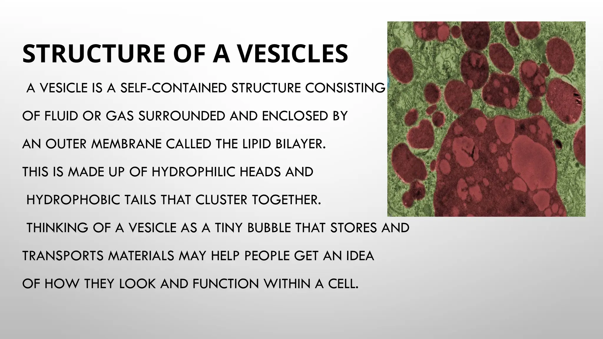 TYPES-OF-VESICLE-TRANSPORT-AND-THEIR-FUNCTIONS.pptx