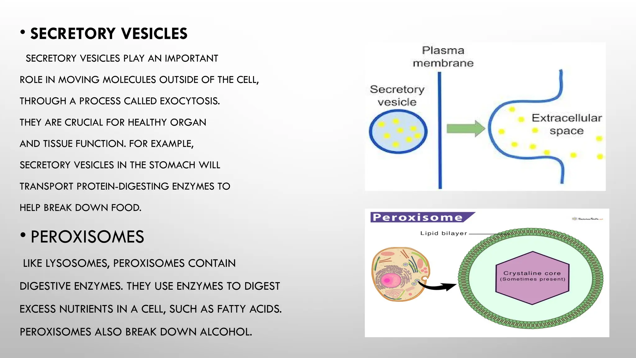 TYPES-OF-VESICLE-TRANSPORT-AND-THEIR-FUNCTIONS.pptx
