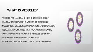 TYPES-OF-VESICLE-TRANSPORT-AND-THEIR-FUNCTIONS.pptx