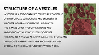 TYPES-OF-VESICLE-TRANSPORT-AND-THEIR-FUNCTIONS.pptx