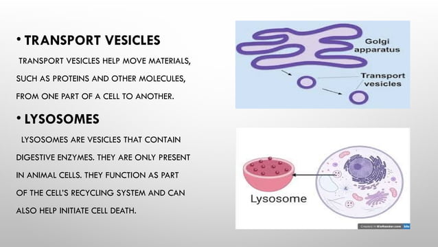 TYPES-OF-VESICLE-TRANSPORT-AND-THEIR-FUNCTIONS.pptx