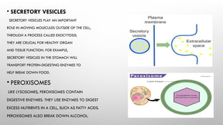 TYPES-OF-VESICLE-TRANSPORT-AND-THEIR-FUNCTIONS.pptx
