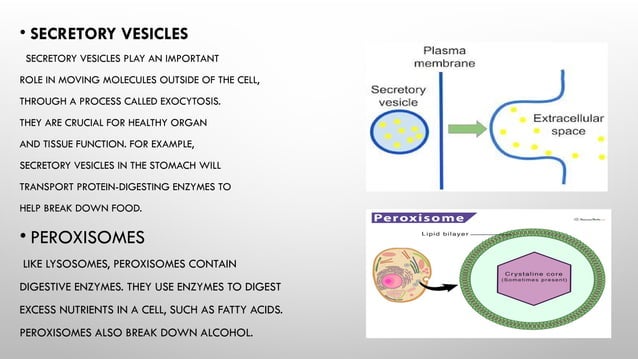 TYPES-OF-VESICLE-TRANSPORT-AND-THEIR-FUNCTIONS.pptx