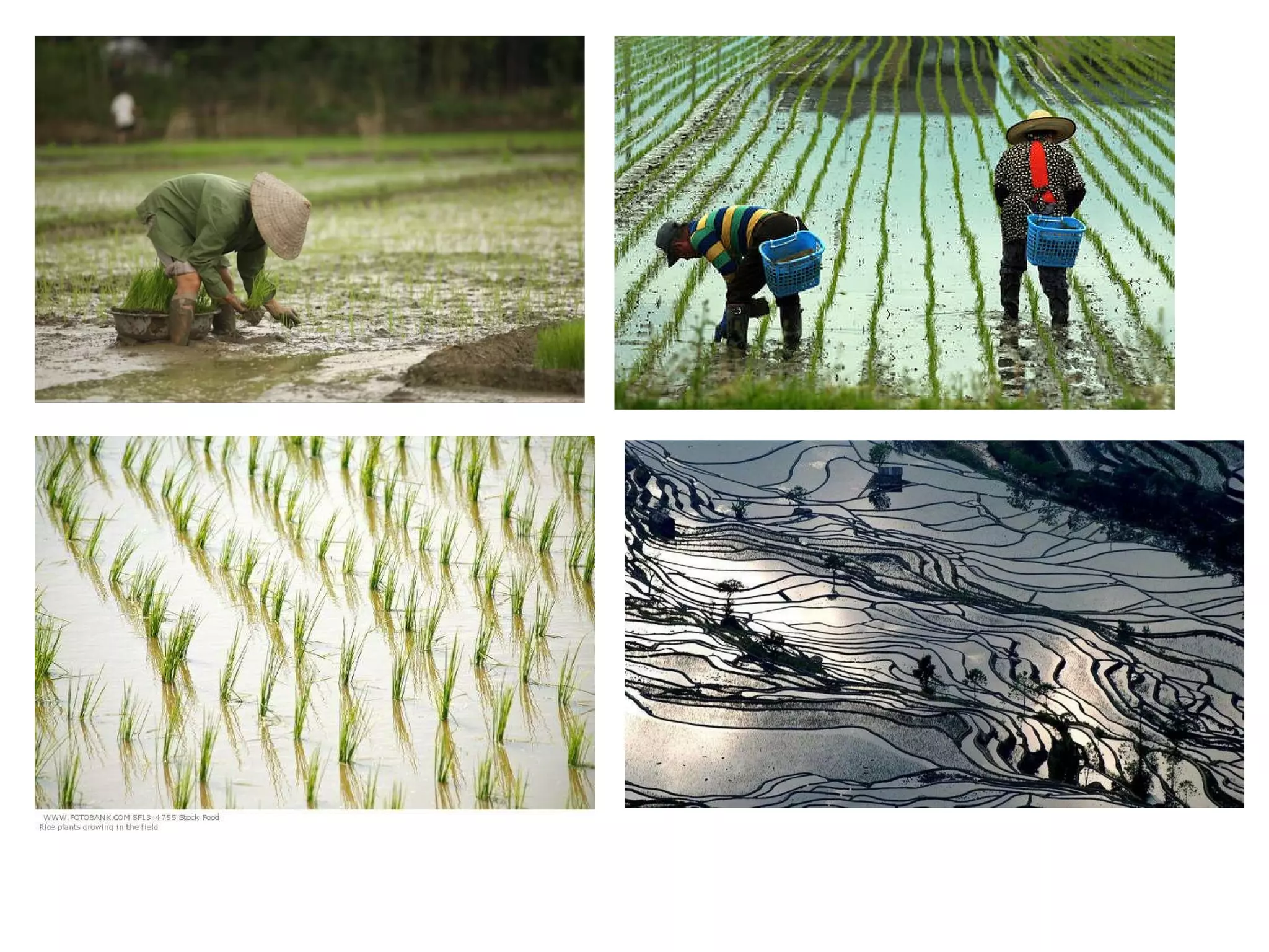Types of Agriculture | PPS