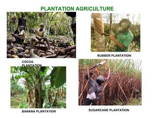 Types of Agriculture | PPS
